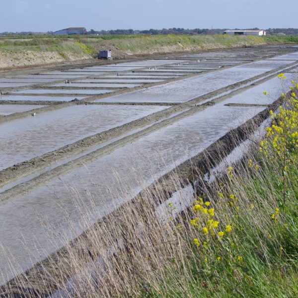 Le village de Loix | Camping le Cormoran 5 étoiles
